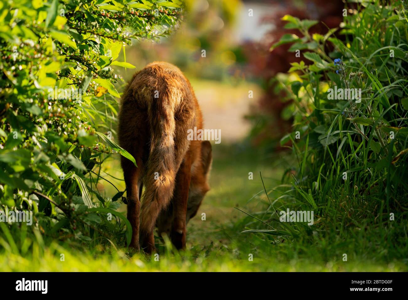 A wild male Red Fox (Vulpes vulpes) emerges from the undergrowth early evening, Warwickshire ...