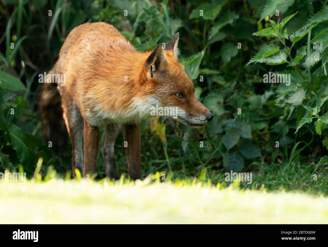 A wild male Red Fox (Vulpes vulpes) stalking prey along field edge ...