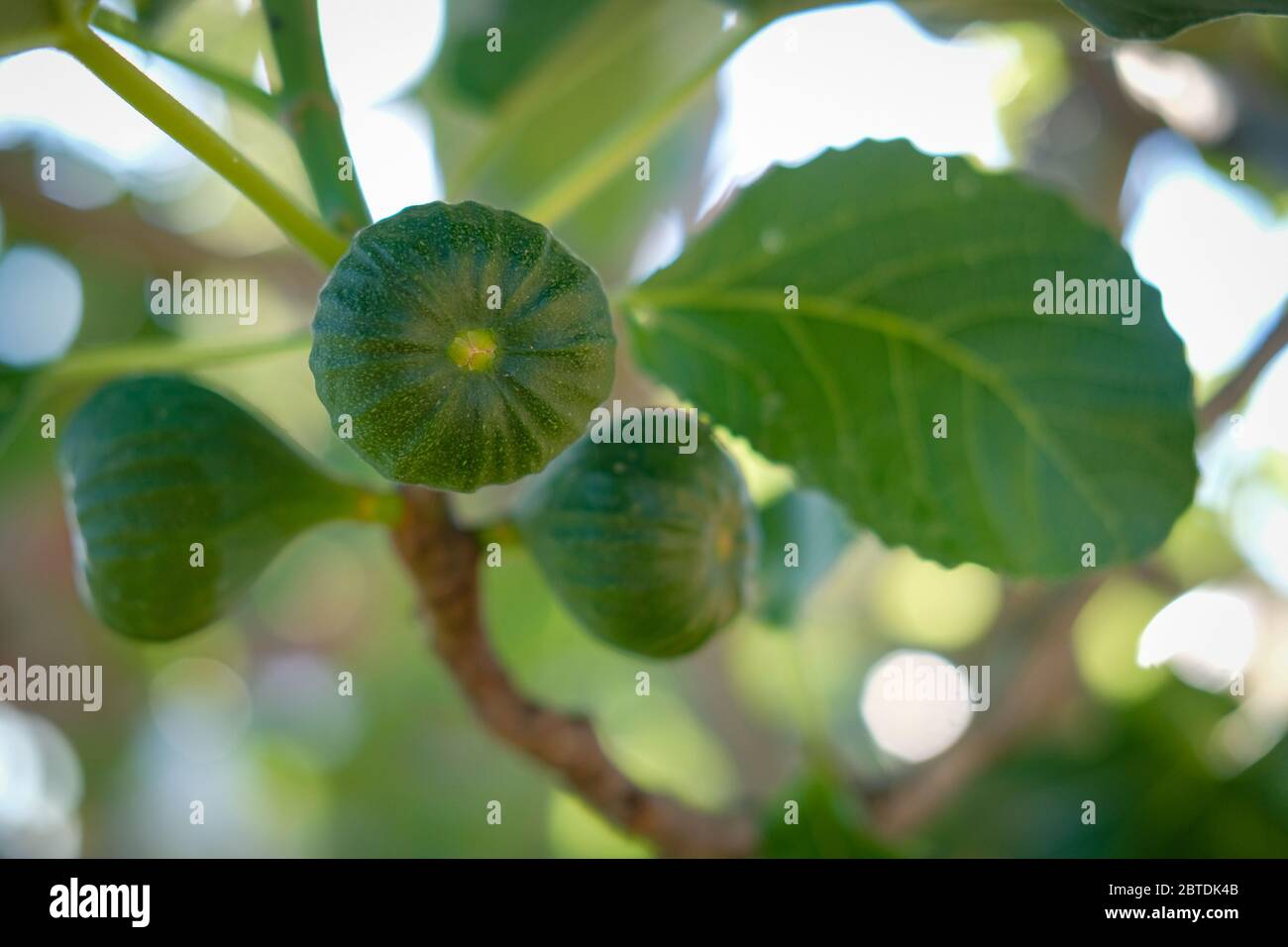 Planting of figs hi-res stock photography and images - Alamy