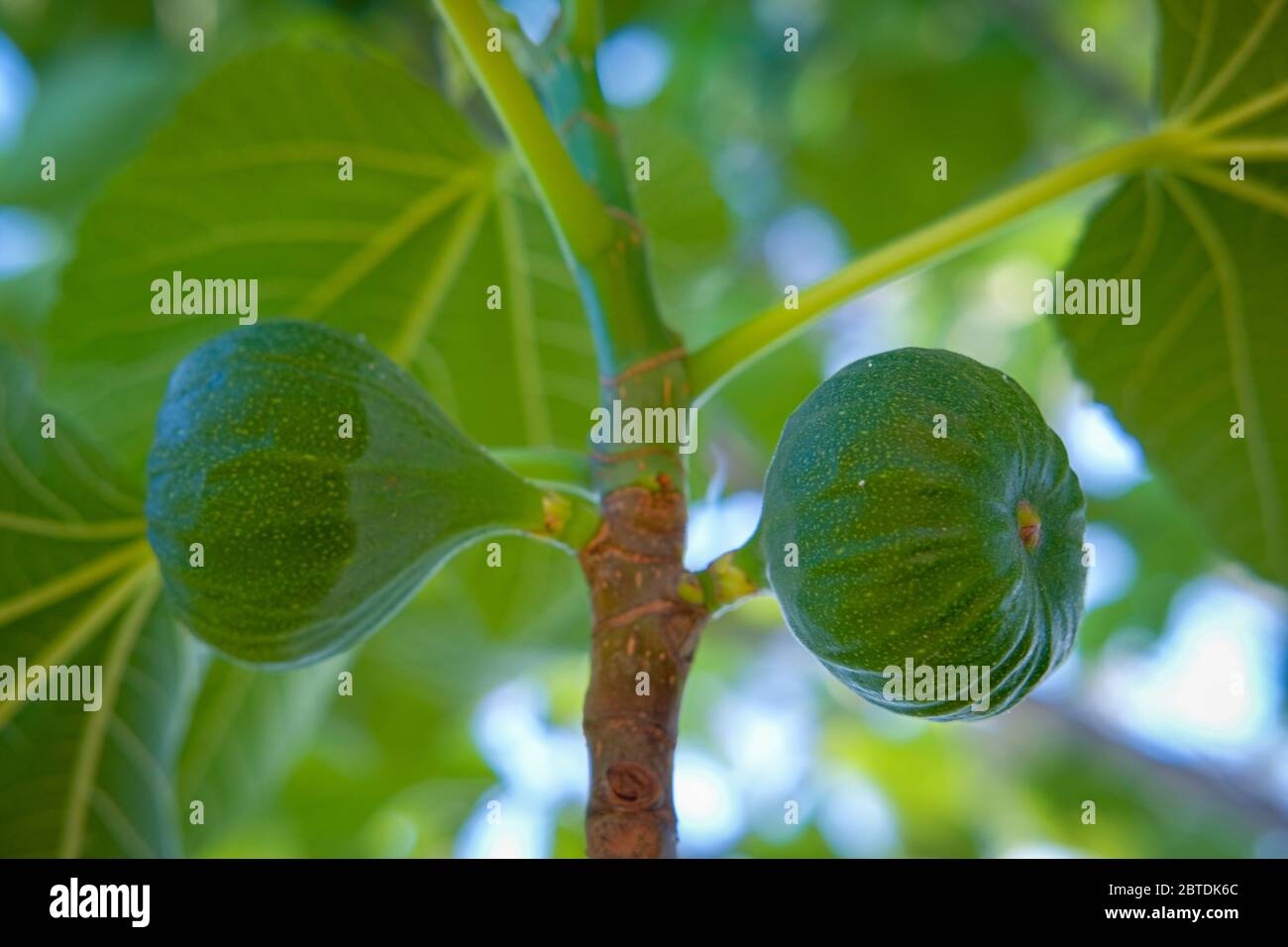 Fig tree bunch leaves fruit hi-res stock photography and images - Alamy