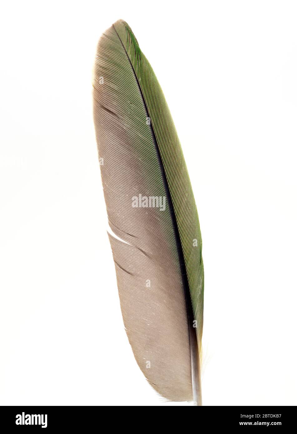 Rosy ringed parakeep hi-res stock photography and images - Alamy