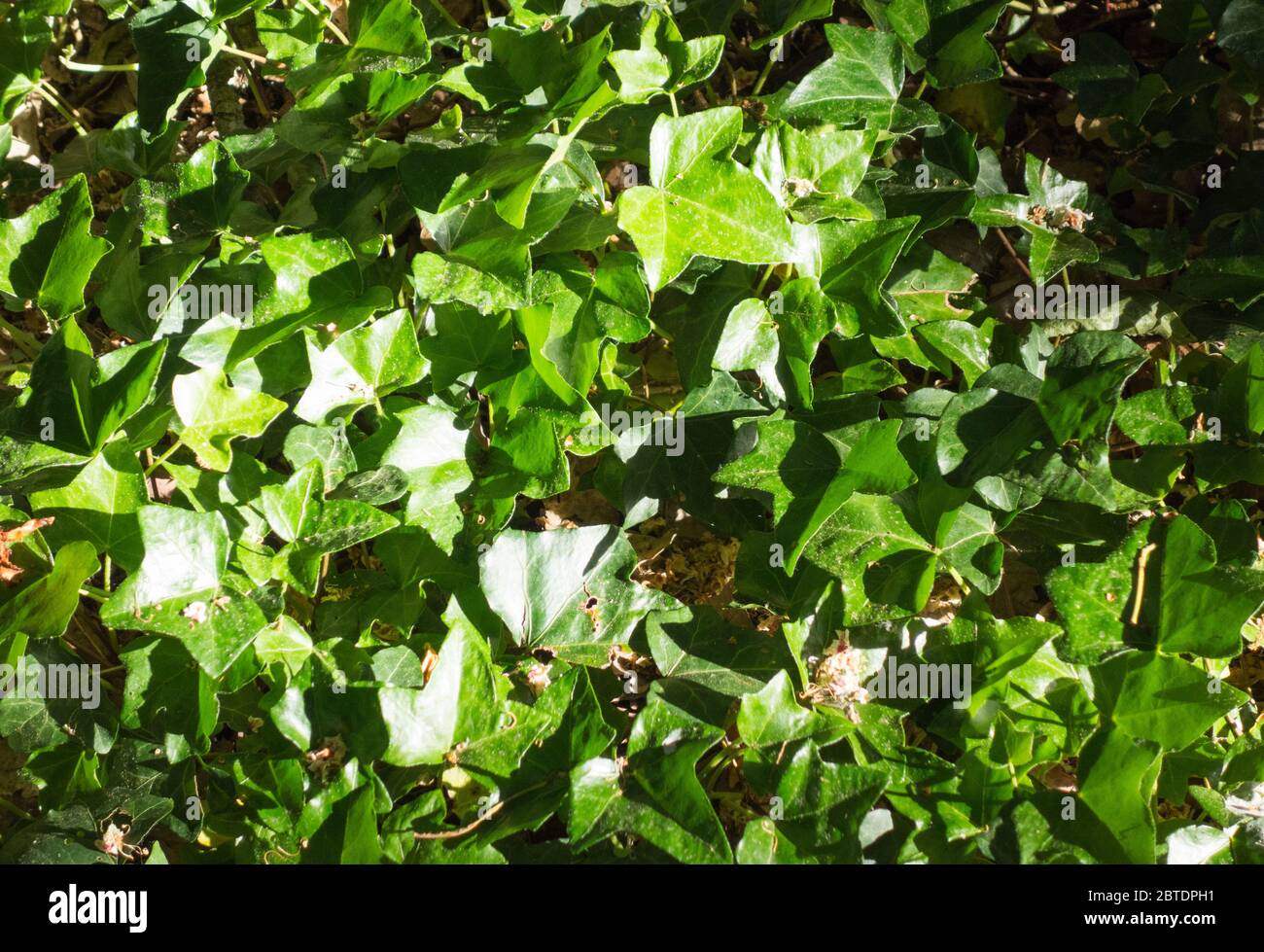 Hedera helix or common ivy, English ivy, European ivy Stock Photo - Alamy