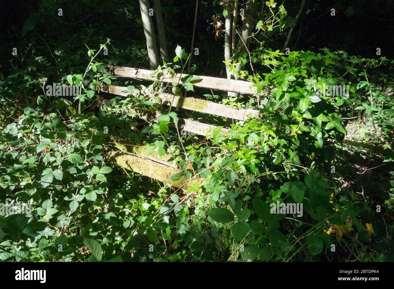 Lichen covered wooden bench hi-res stock photography and images - Alamy