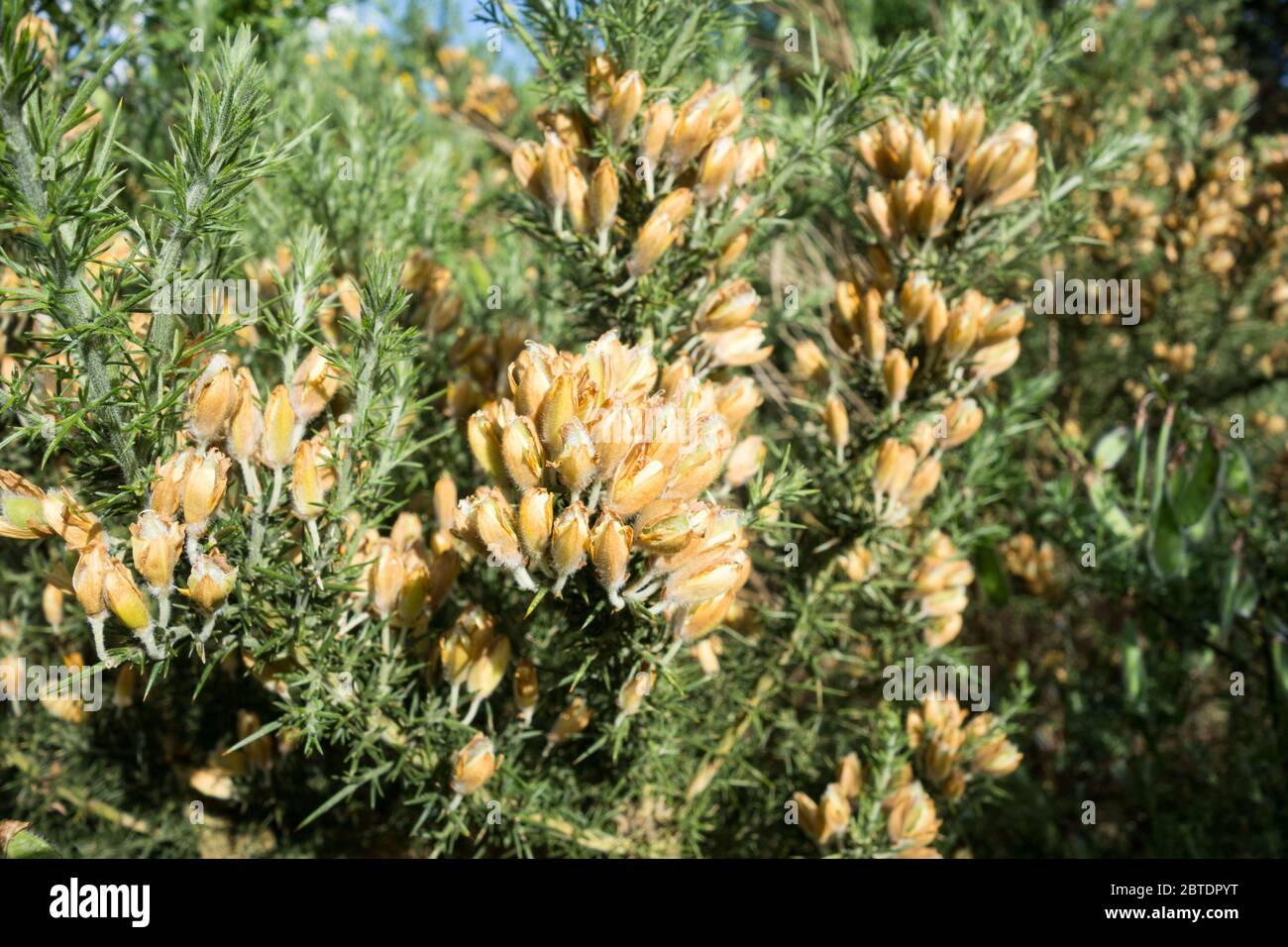Ulex Europaeus - dried gorse bushes flowers and thorns Stock Photo - Alamy