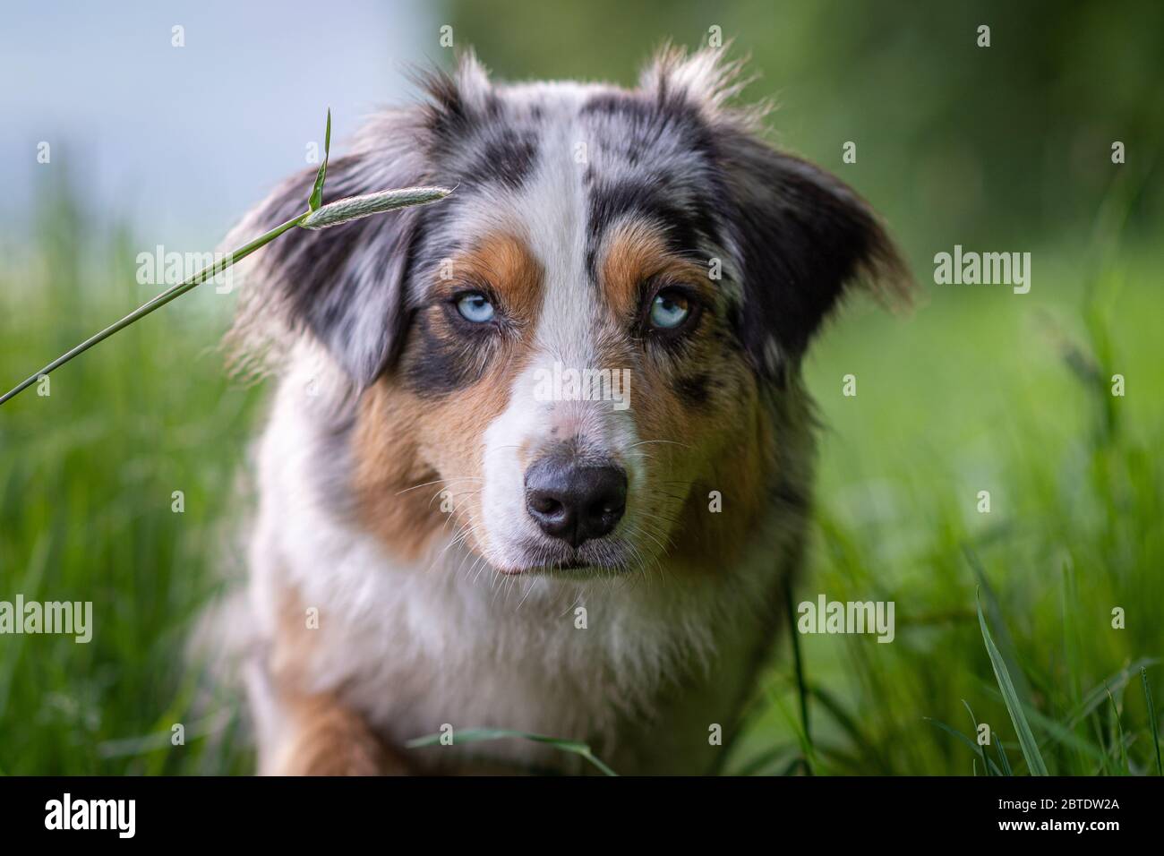 Dog face fish eye lens hi-res stock photography and images - Alamy