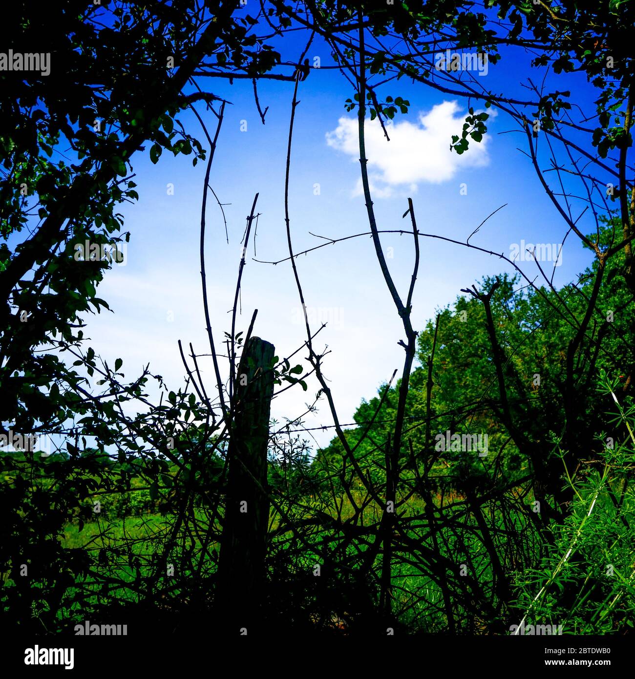 Holga style photography hi-res stock photography and images - Alamy