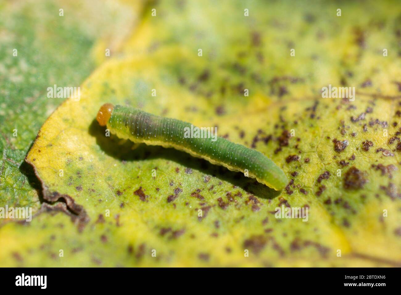 Green worm caterpillars animals isolate on tree leaf background Stock ...