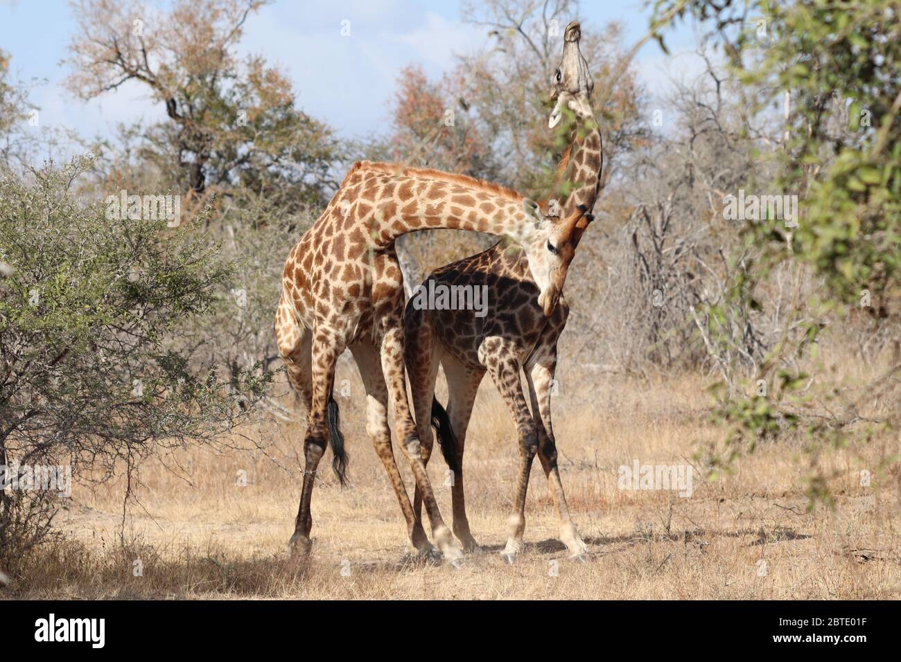 Short long neck giraffe hi-res stock photography and images - Alamy