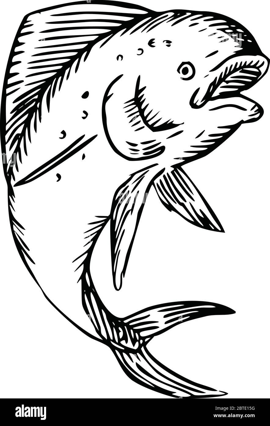Black and White Etching engraving handmade style illustration of a mahi ...
