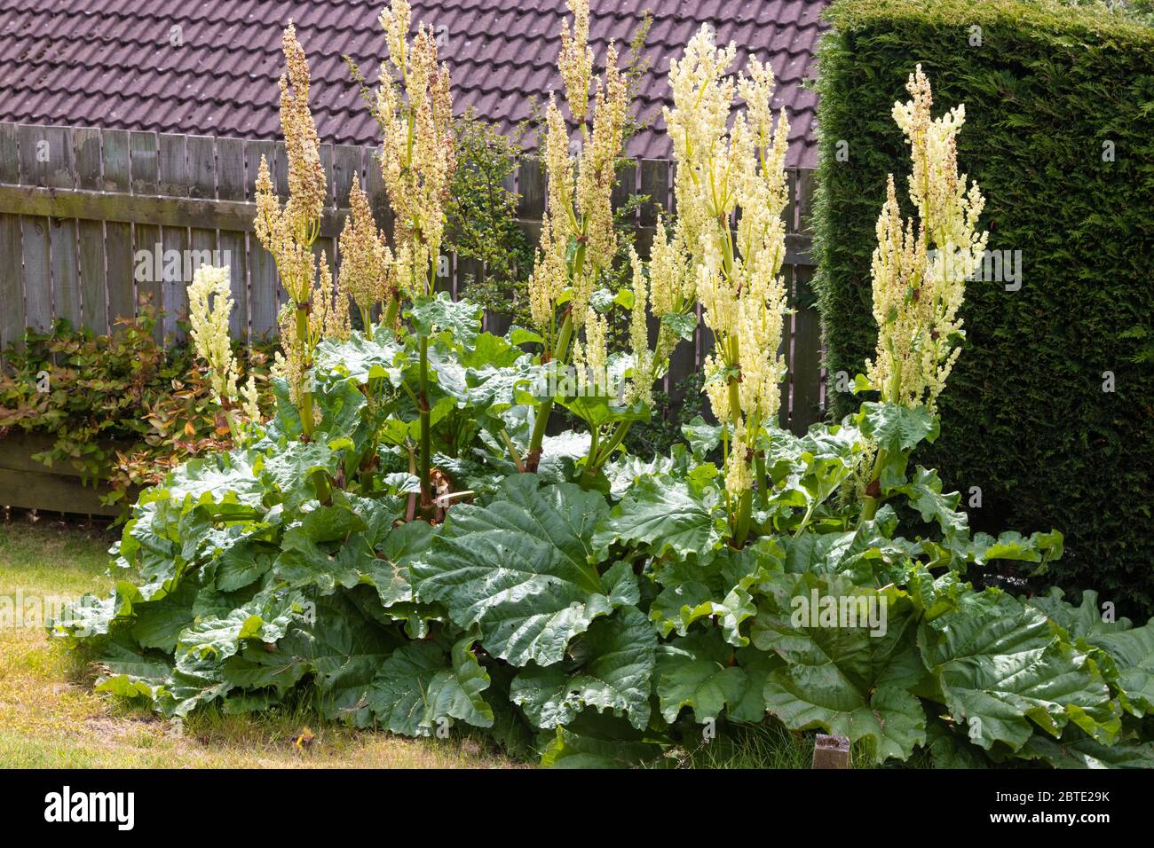 Rhubarb Seeds And Flowers