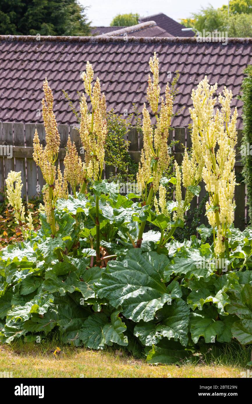 Rhubarb Plant Flower