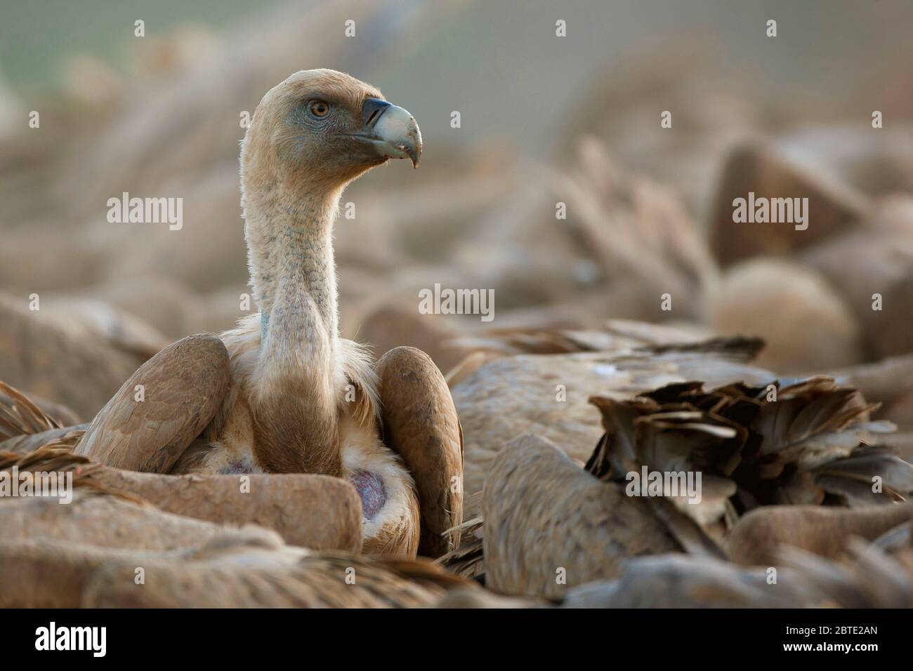 Fauve portrait hi-res stock photography and images - Alamy