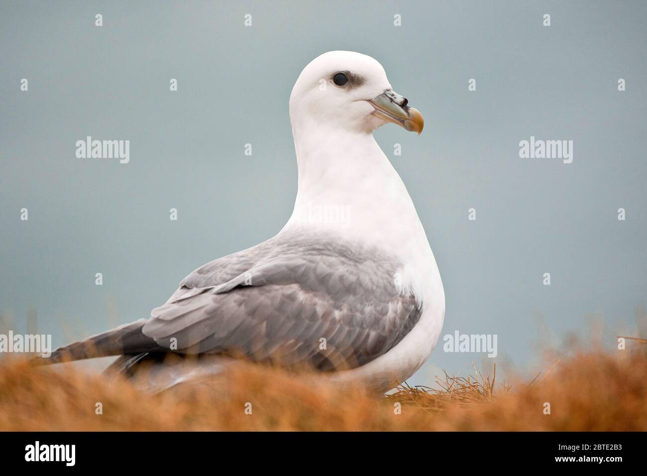 Northern fulmar, Arctic fulmar (Fulmarus glacialis), breeds, Iceland ...