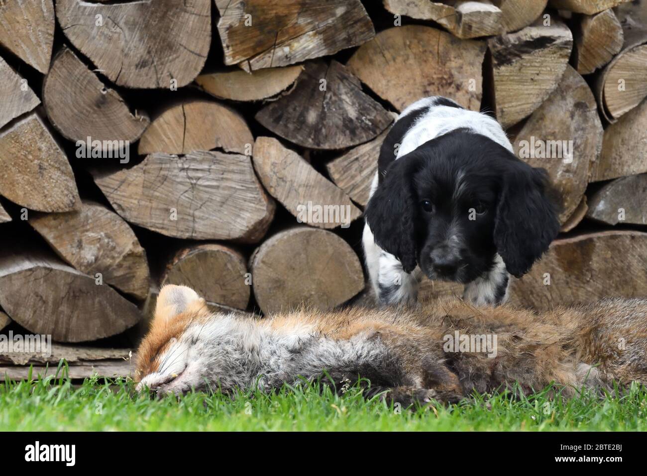 Sniffing at a log hi-res stock photography and images - Alamy