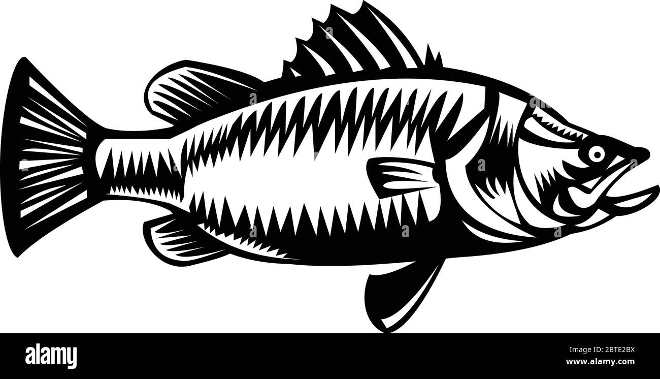 Black barramundi hi-res stock photography and images - Alamy