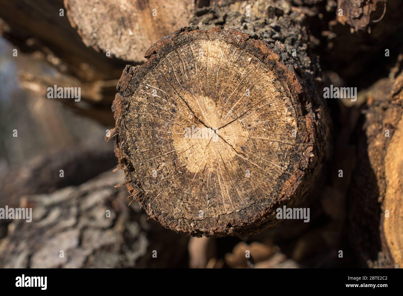 Cut tree stump surface as a background texture Stock Photo - Alamy