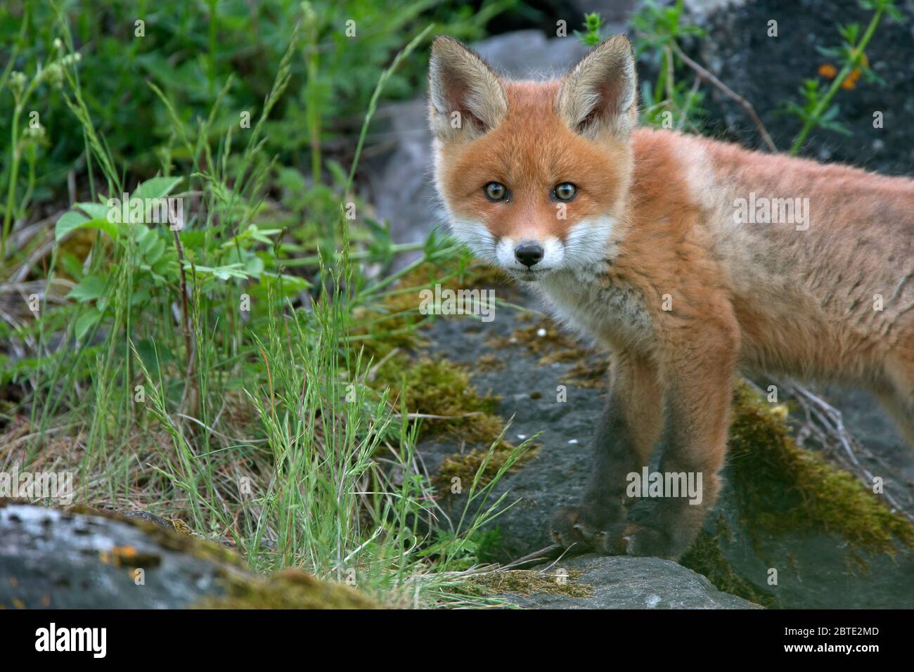red fox (Vulpes vulpes), fox cub at the fox burrow, half-length ...