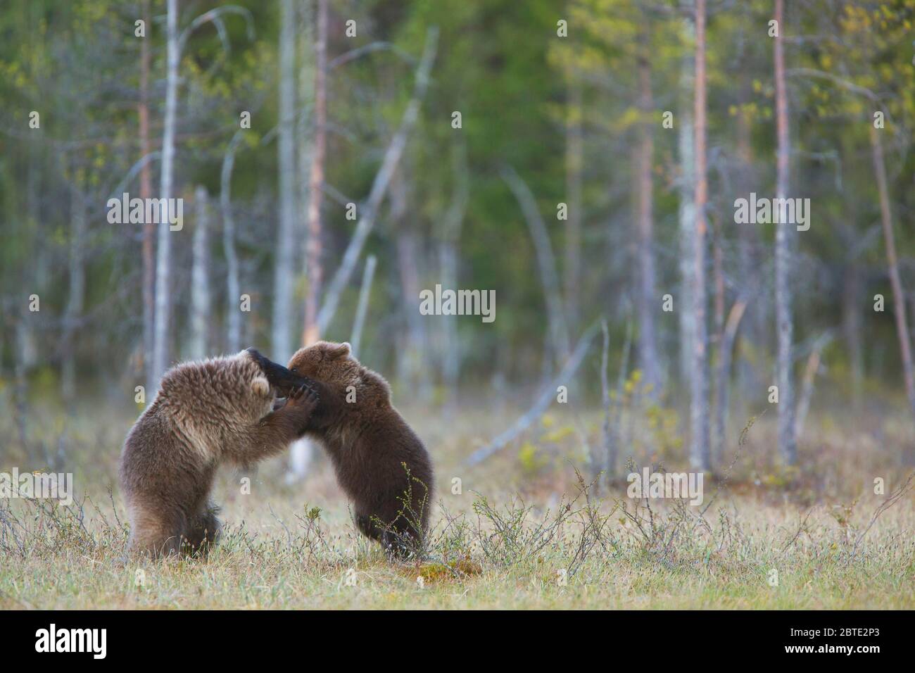 European brown bear (Ursus arctos arctos), two romping bear cubs, side ...