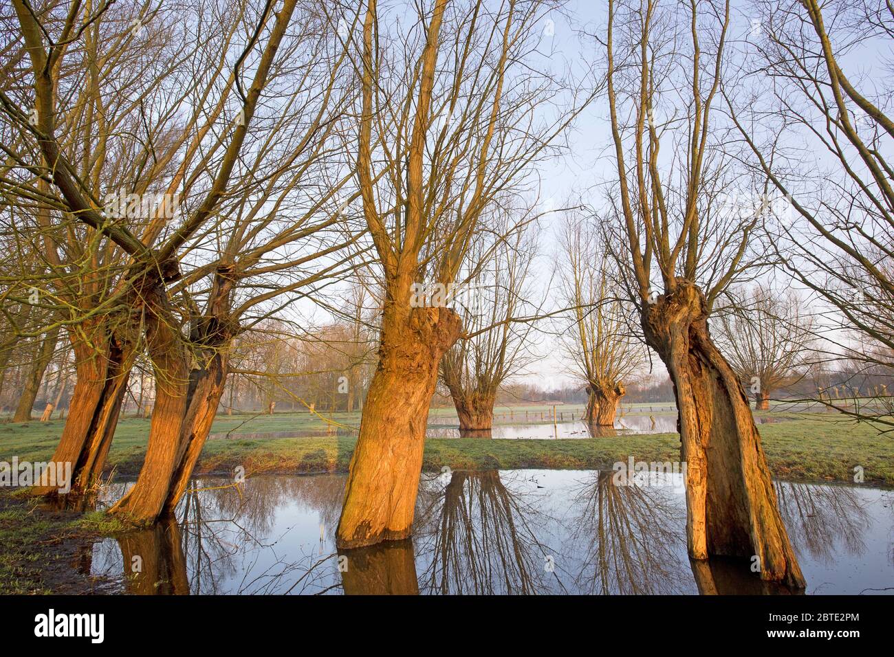 pollard willow trees in flooded area, Belgium, West Flanders, Waregem ...