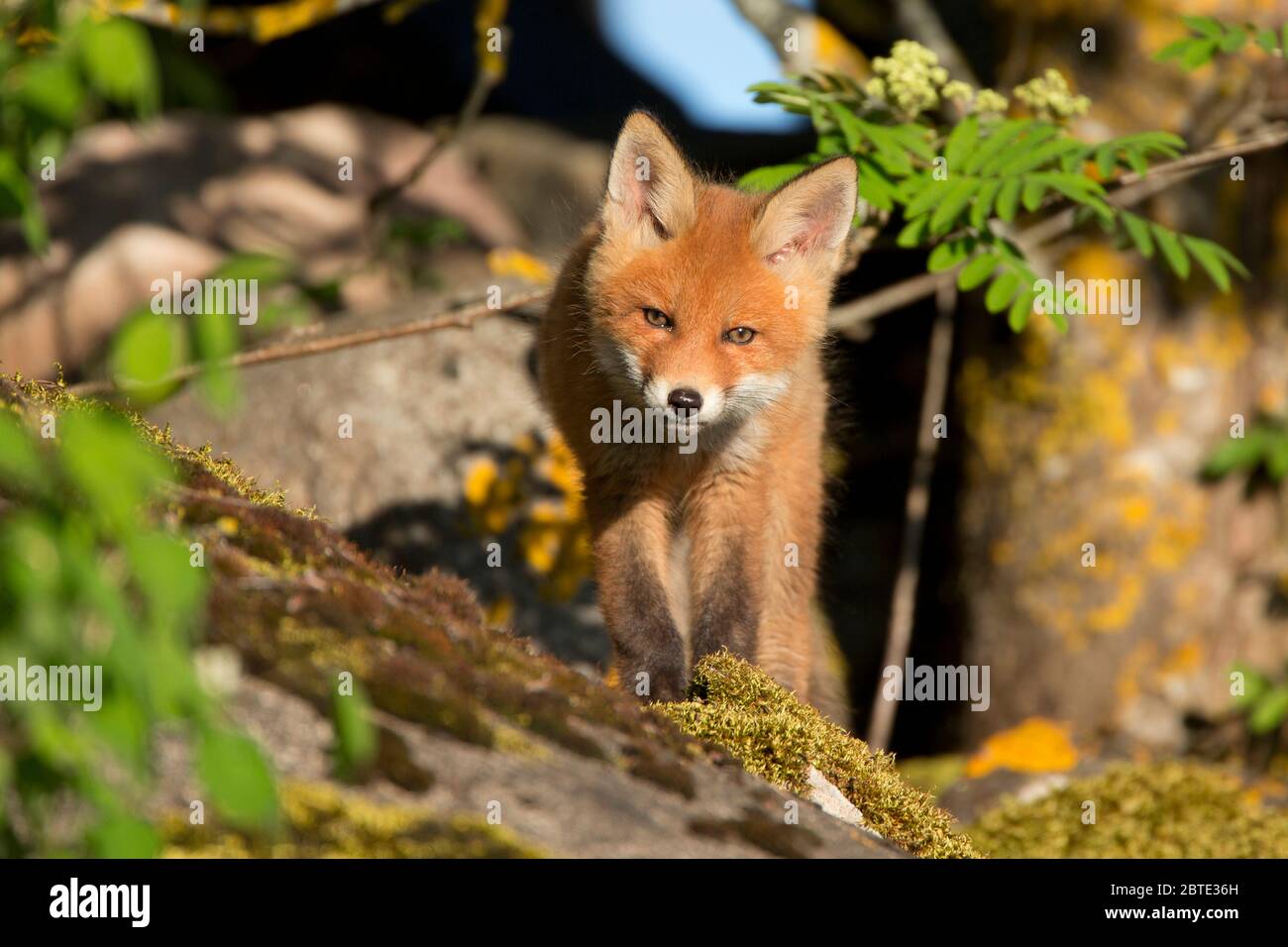 Foxs burrow hi-res stock photography and images - Alamy