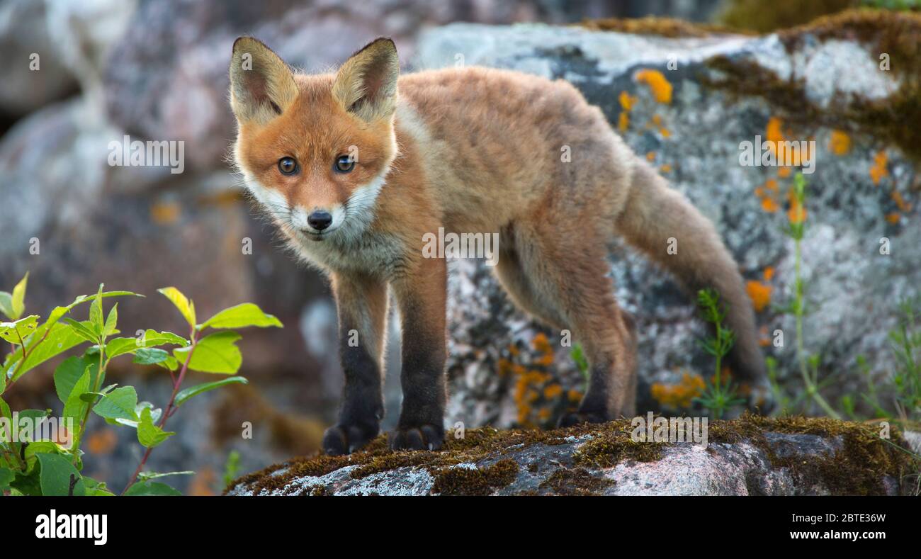 red fox (Vulpes vulpes), fox cub standing on a boulder, looking toward ...