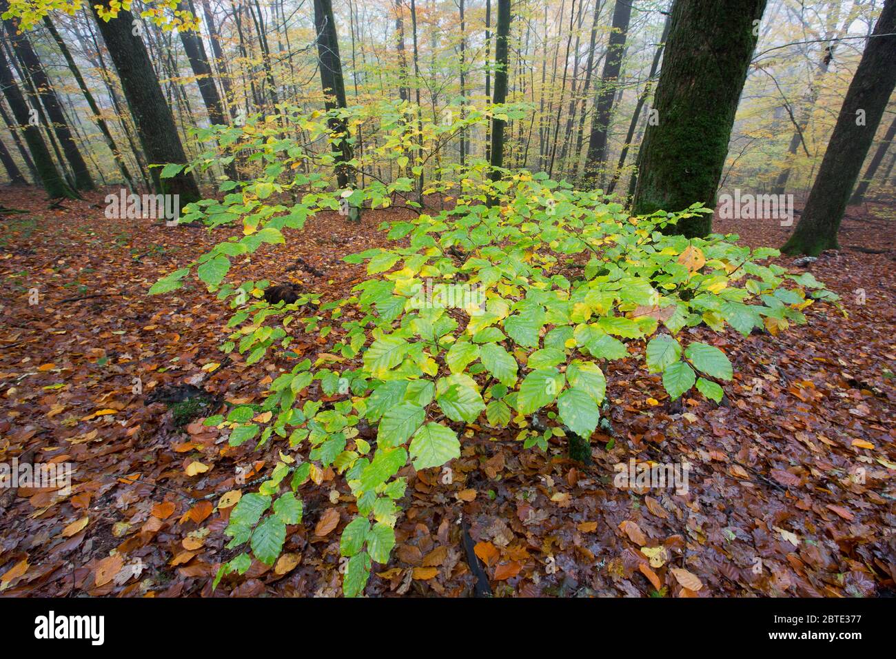 common beech (Fagus sylvatica), young tree in beech forest, Belgium ...