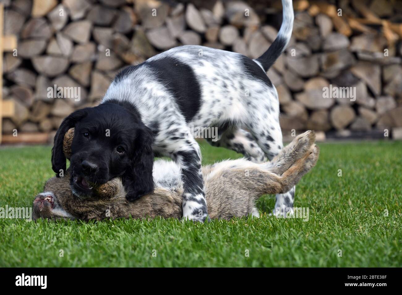 Death of a puppy hi-res stock photography and images - Alamy