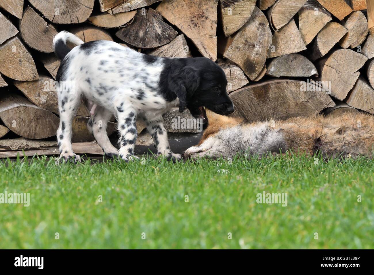 Large bite hi-res stock photography and images - Alamy