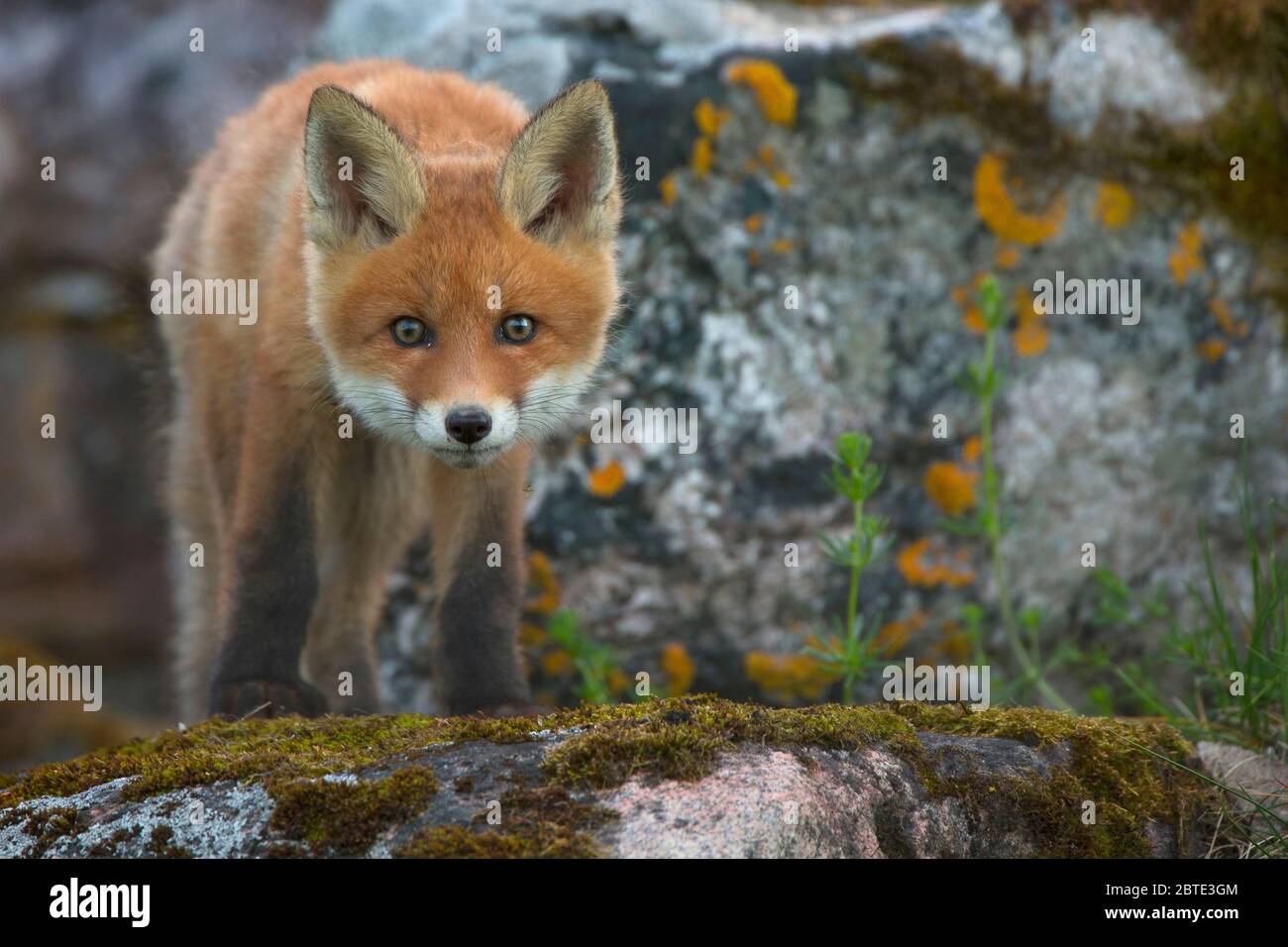 Fox standing hi-res stock photography and images - Alamy