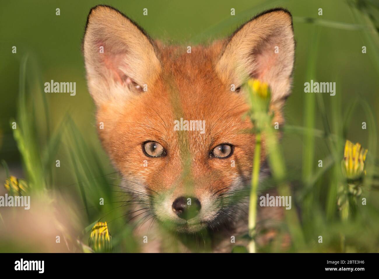 red fox (Vulpes vulpes), portrait in a dandelion meadow, fox cub ...