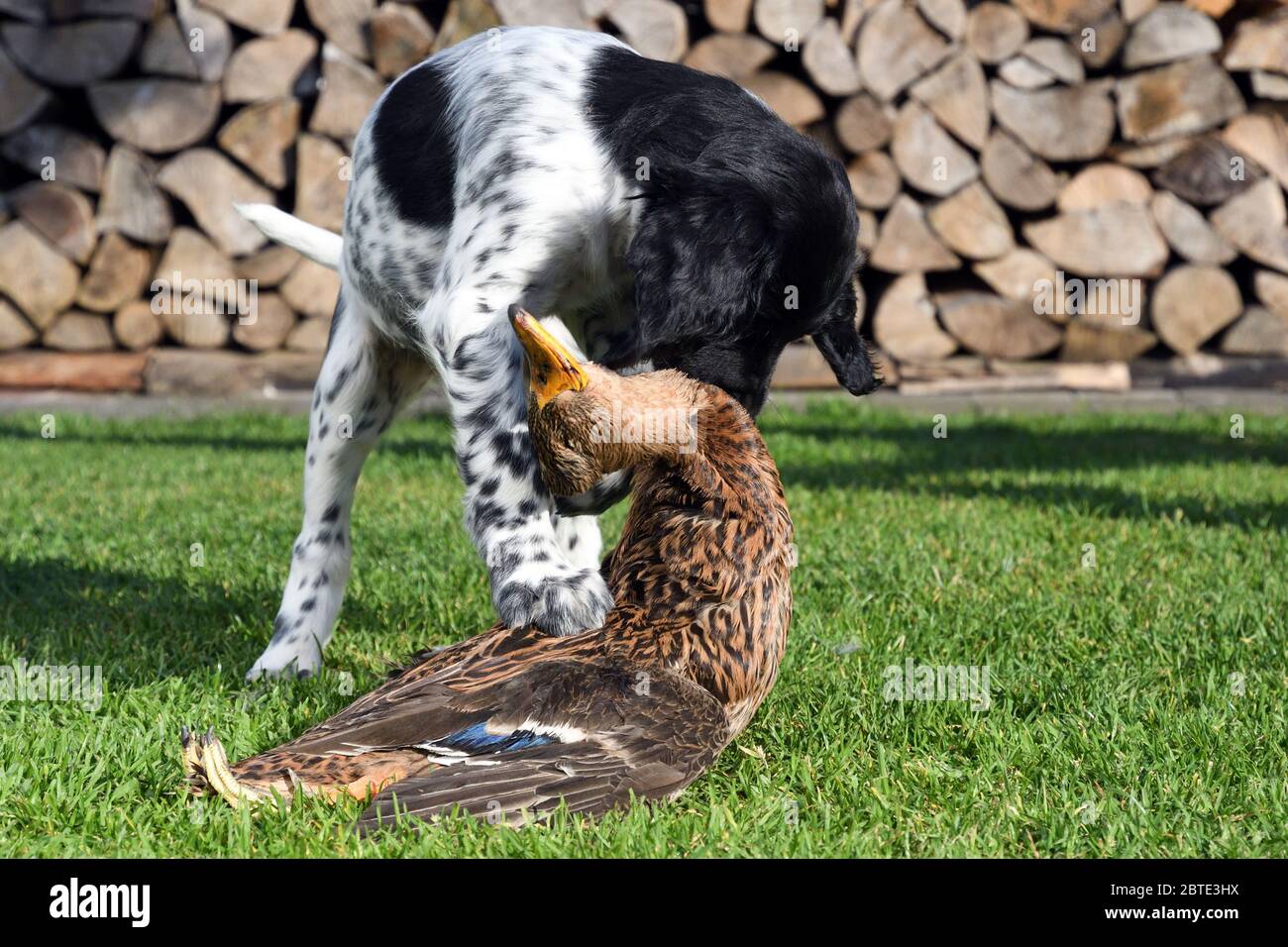Large Munsterlander (Canis lupus f. familiaris), seven weeks old puppy ...