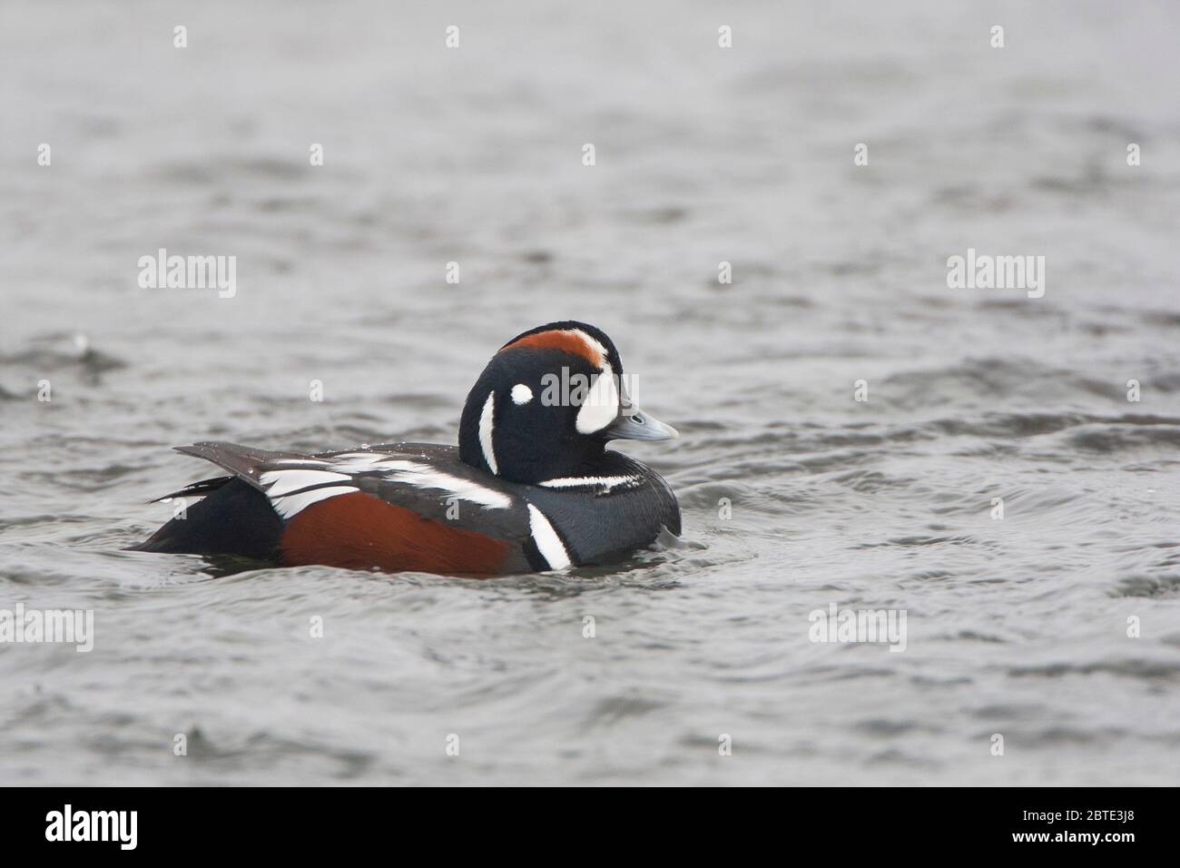 harlequin duck (Histrionicus histrionicus), swimming drake, Iceland ...