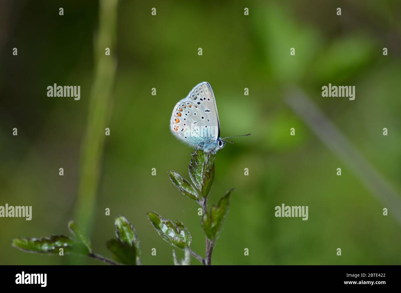 Little blue butterfly Stock Photo - Alamy