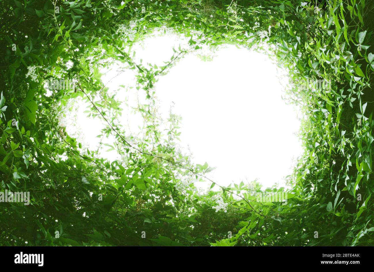 natural green leaf frame, Germany Stock Photo - Alamy