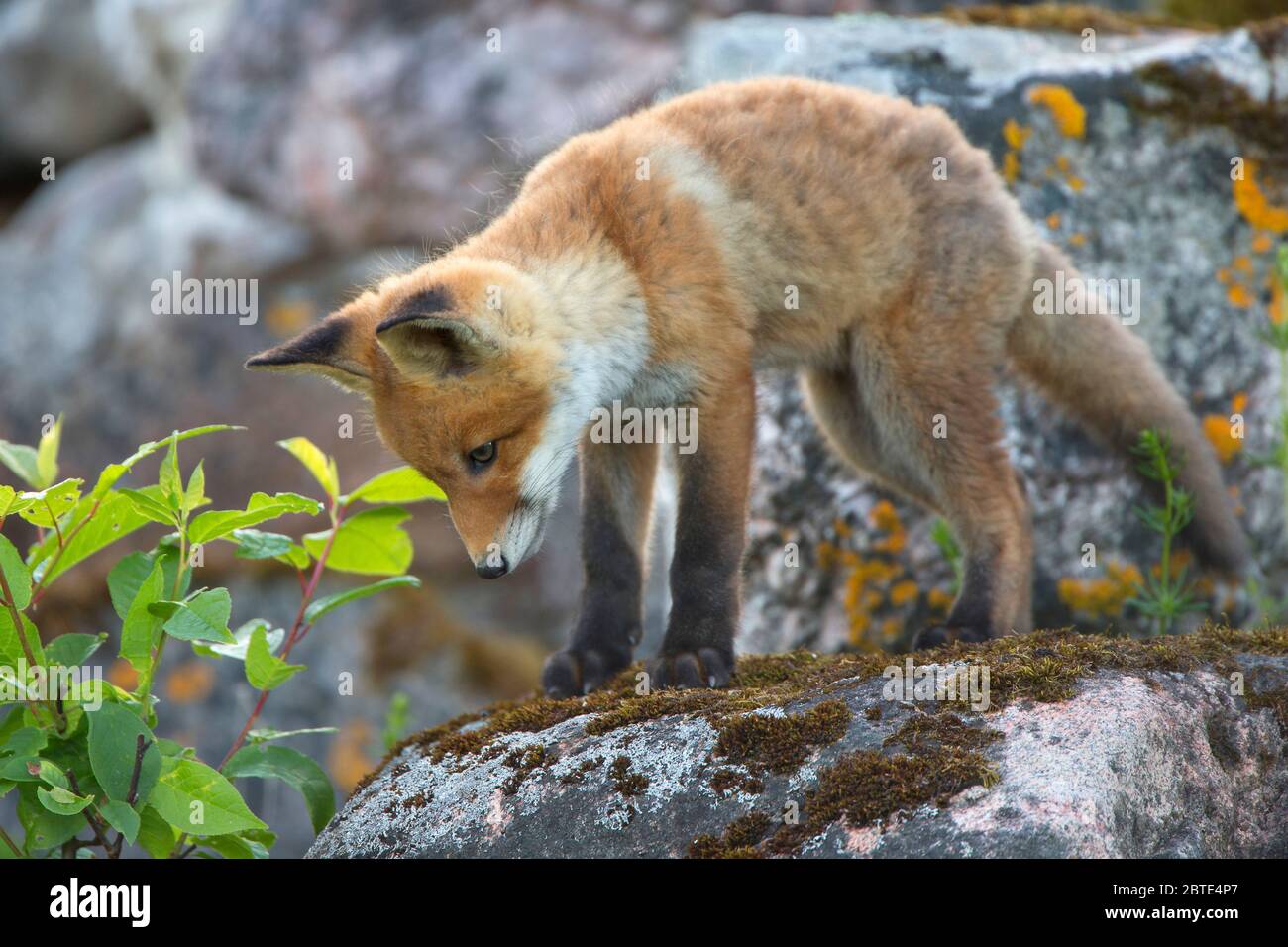red fox (Vulpes vulpes), juvenile fox standsbetween boulders and ...