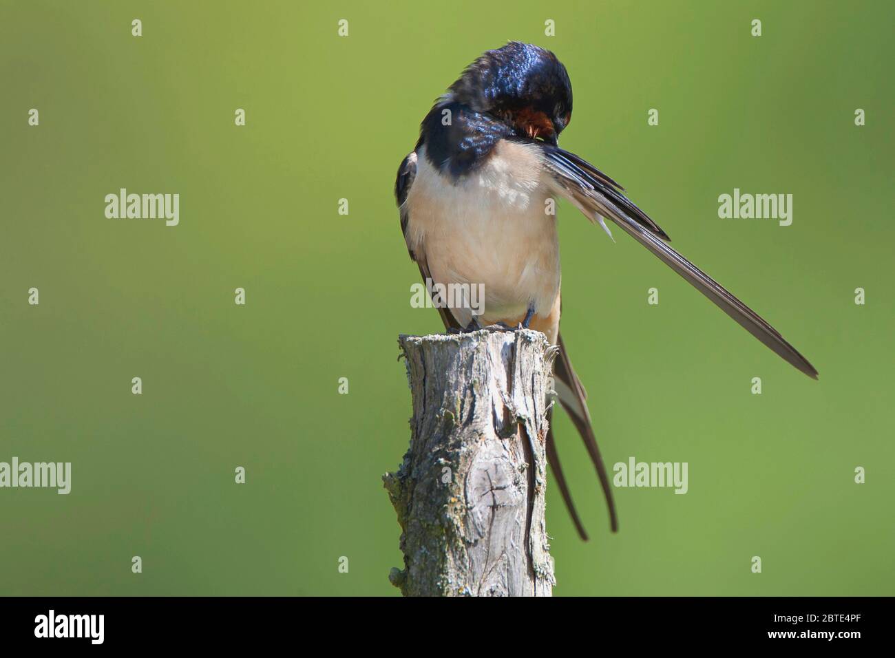 Body pile hi-res stock photography and images - Alamy