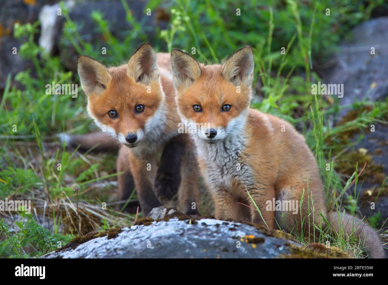 Foxs burrow hi-res stock photography and images - Alamy