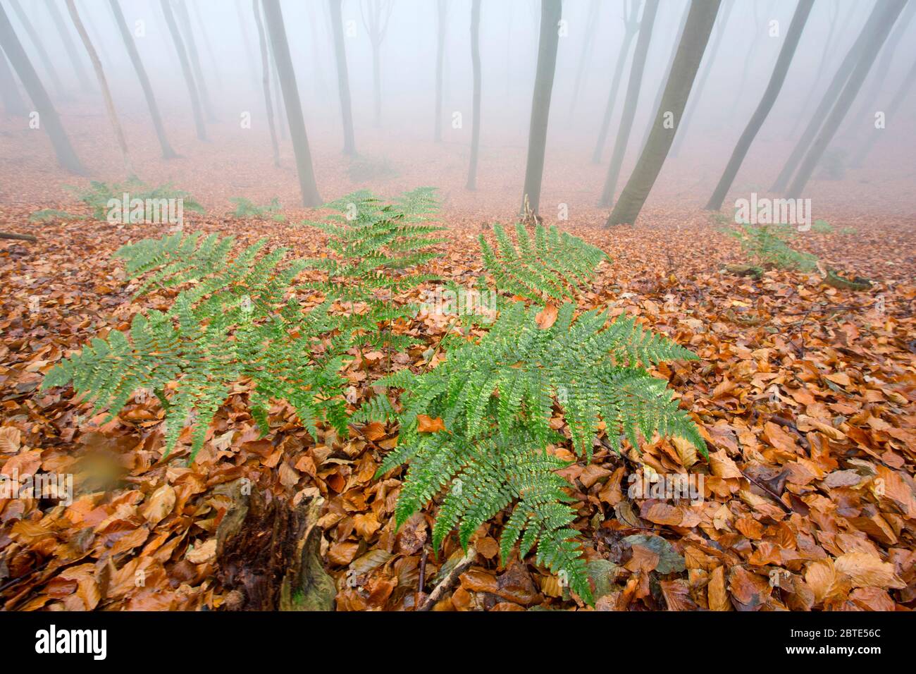 bracken fern (Pteridium aquilinum), in misty autumn forest, Belgium ...