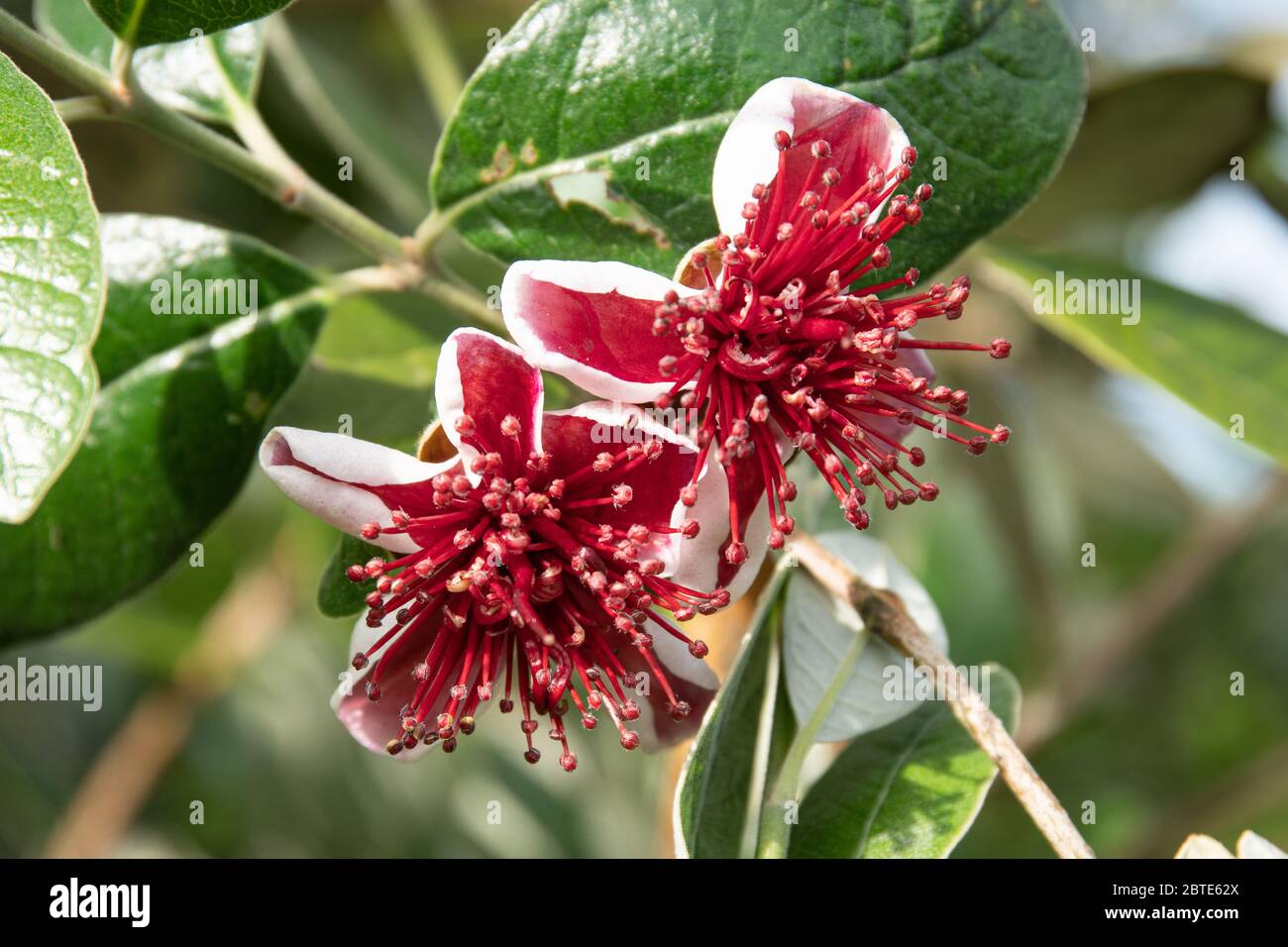 Pineapple plant flower tree hi-res stock photography and images - Alamy
