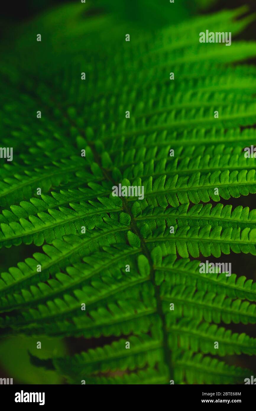 Natural texture of wet fern leaves on a dark background Stock Photo - Alamy
