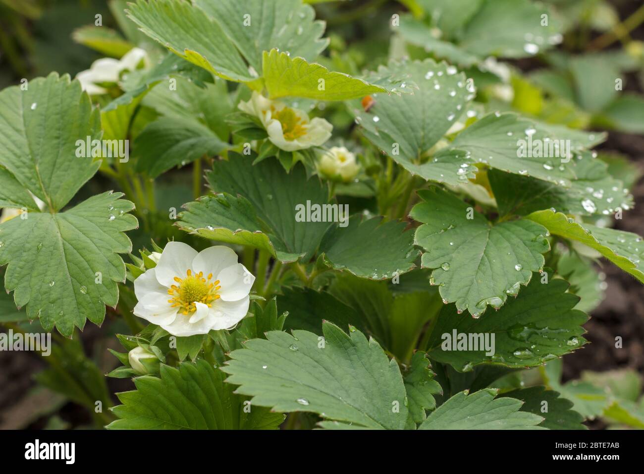 Flowering strawberry bushes in the garden in springtime. Shallow depth ...