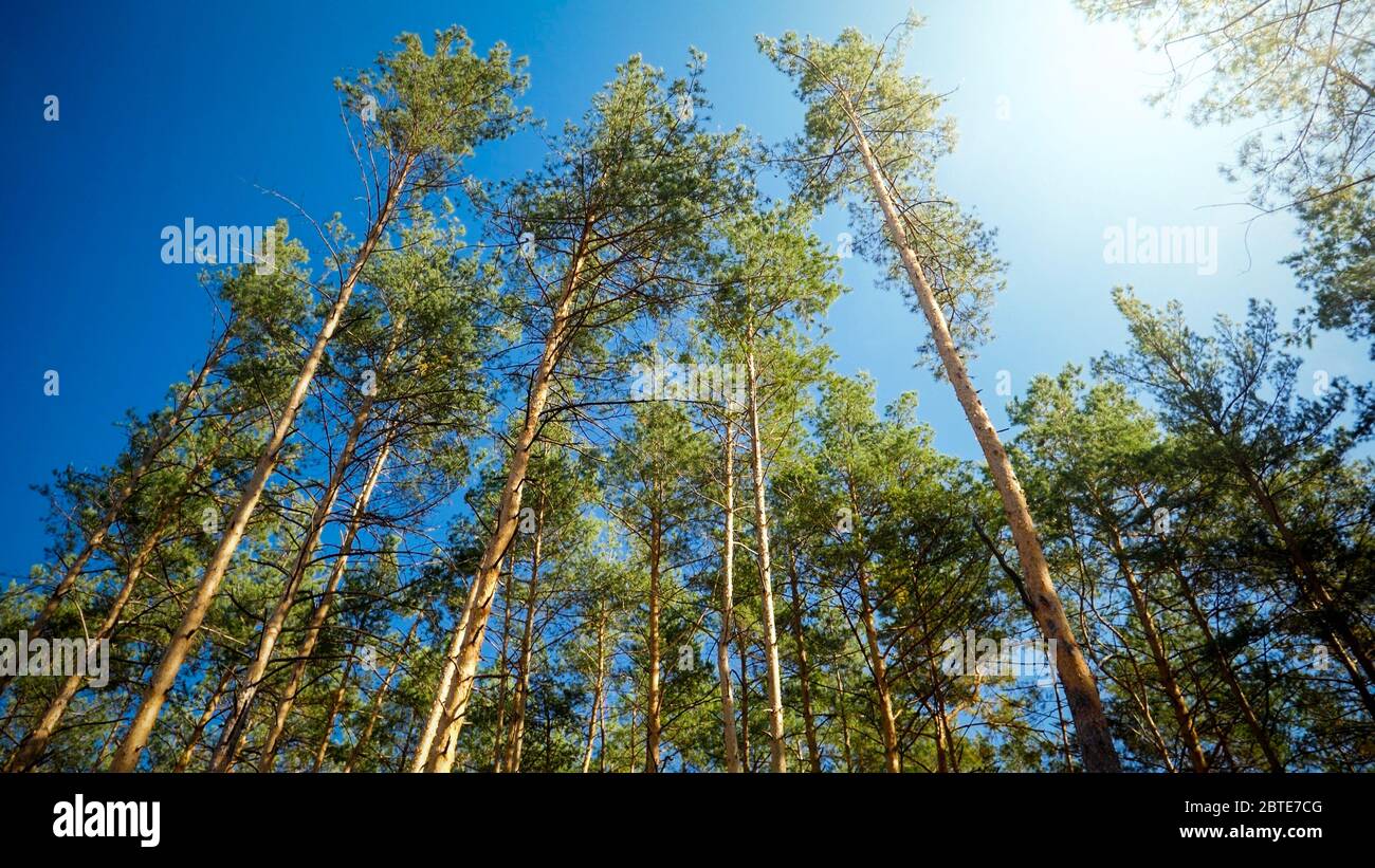 Beautiul pine tree tops in forest against clear blue sky Stock Photo ...