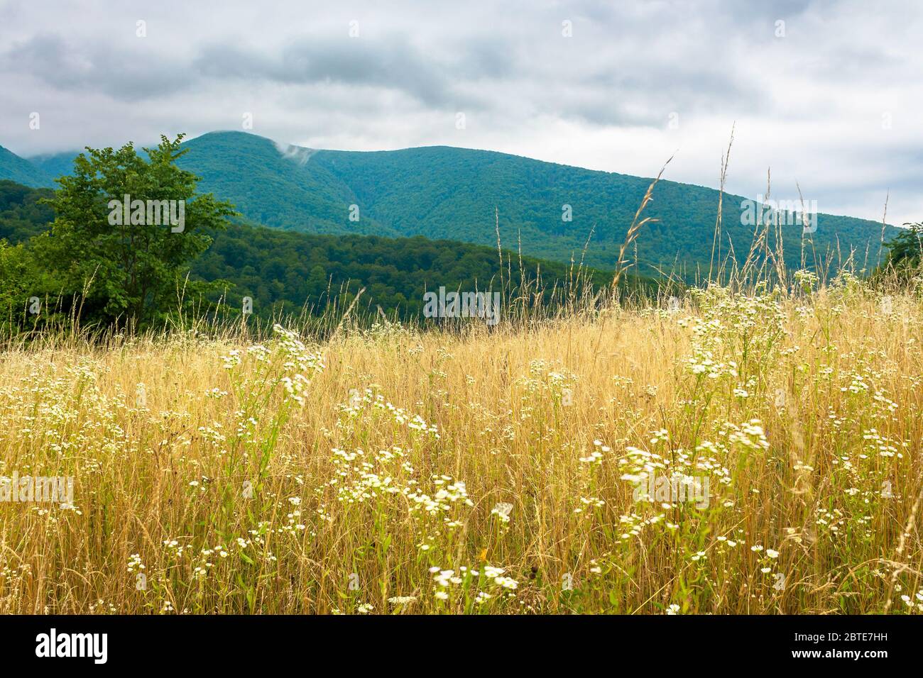 tree on the grassy meadow in countryside landscape. stormy overcast ...