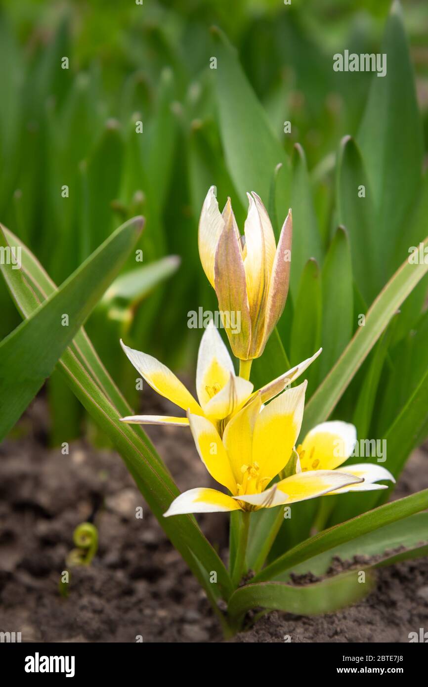 Flower tulipa tarda botanical hi-res stock photography and images - Alamy