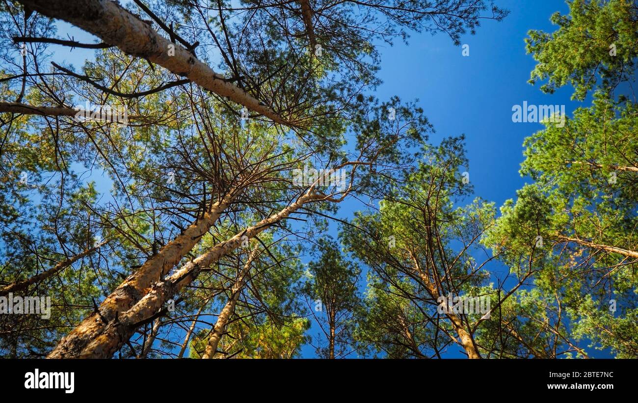 View from the ground clear blue sky and high pine trees growing in ...