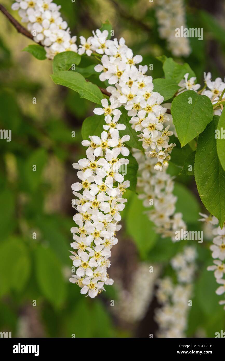 Blossoming bird cherry tree bunch hi-res stock photography and images ...