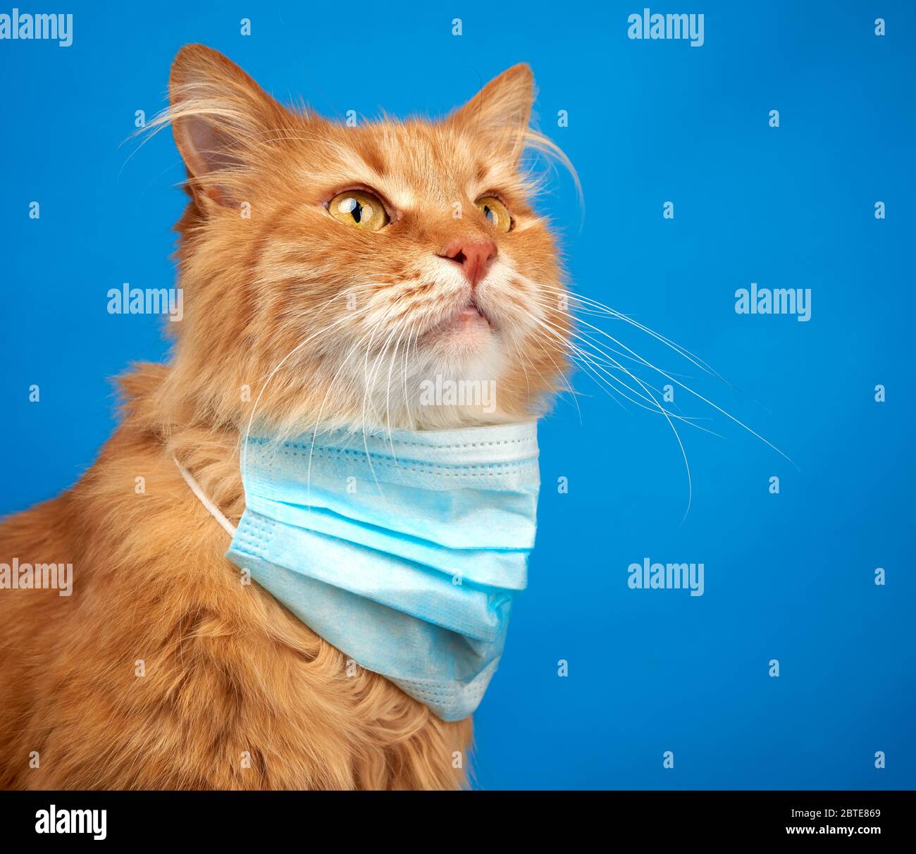 adult red fluffy cat sitting in a disposable medical mask on a blue ...