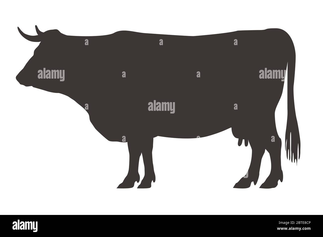 Cow, side view. Hand drawn silhouette on separated white background ...