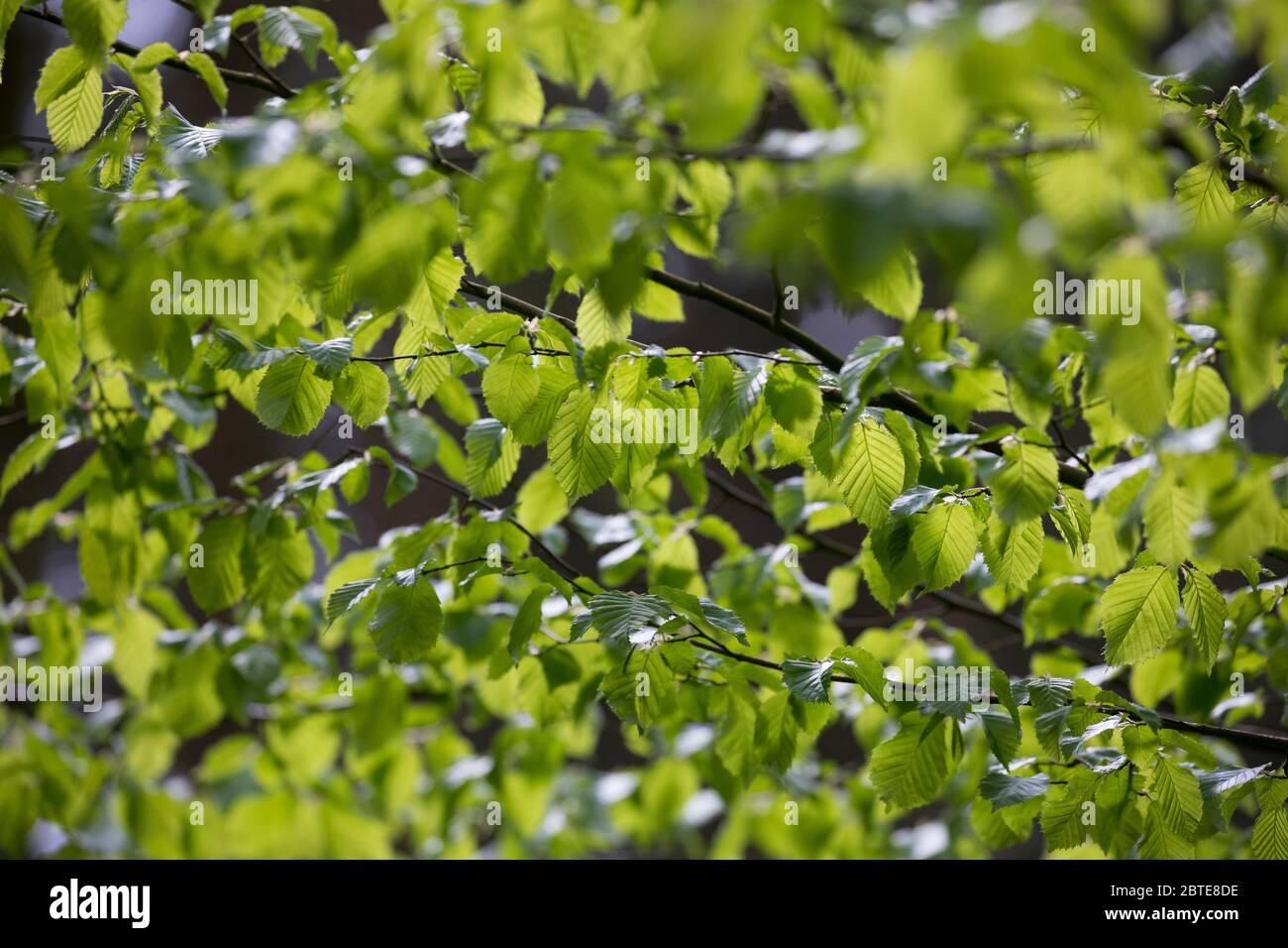 Carpinus betulus f hi-res stock photography and images - Alamy