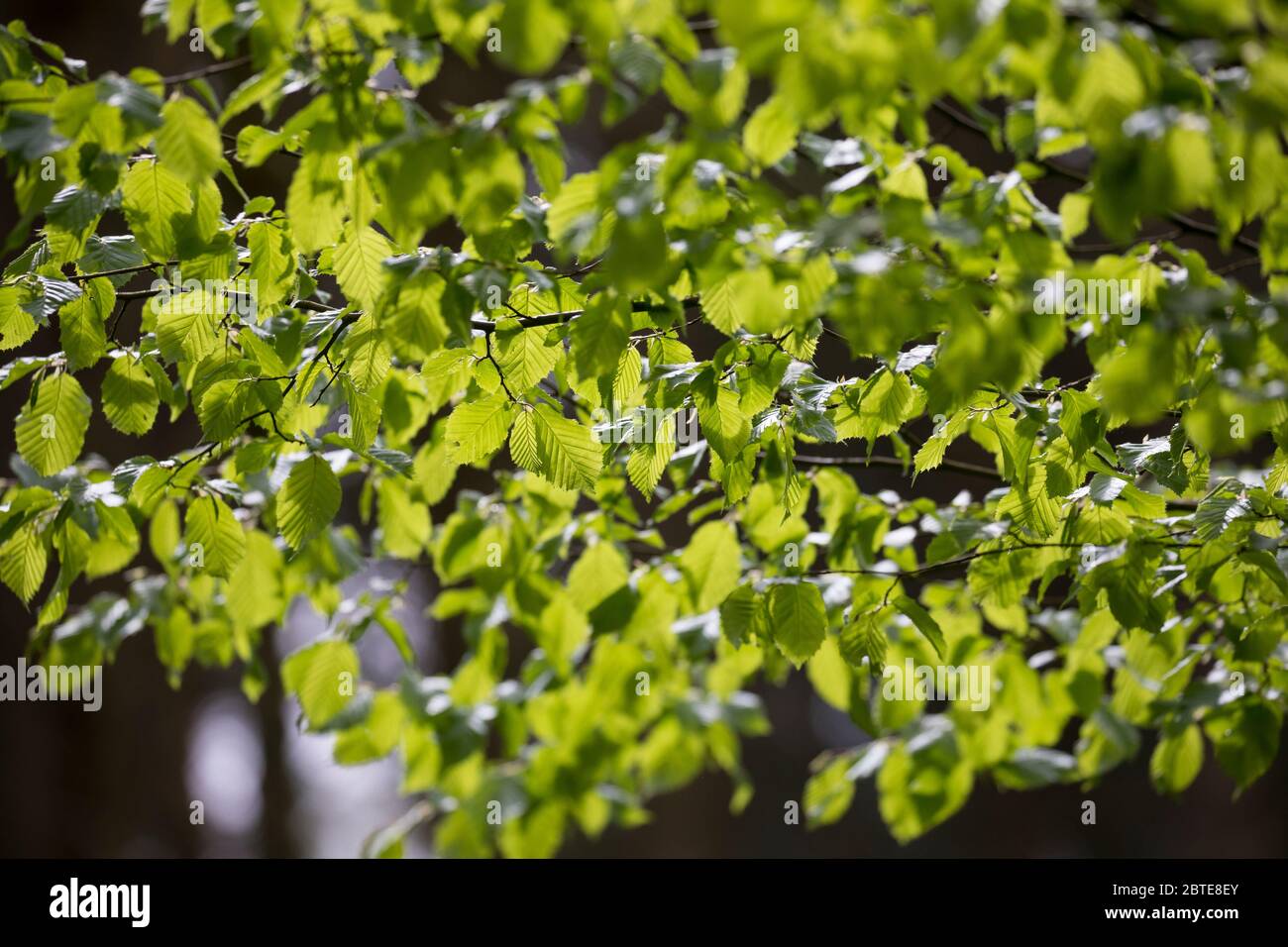 Hain Buche High Resolution Stock Photography and Images - Alamy